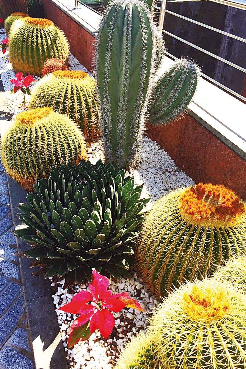 Idees perquè a l’estiu, decoreu amb cactus