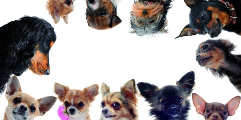 Els gossos petits més populars