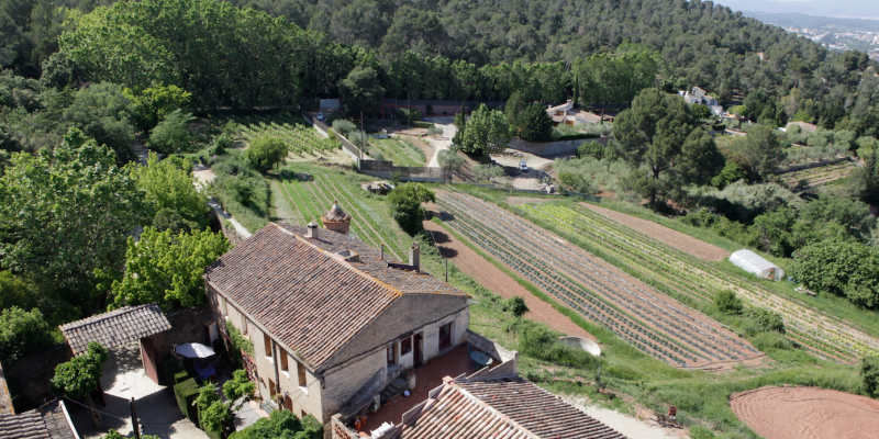 La vinya continua present a Valldoreix