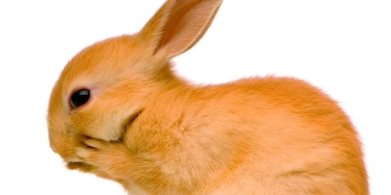 Tenir un conill de mascota