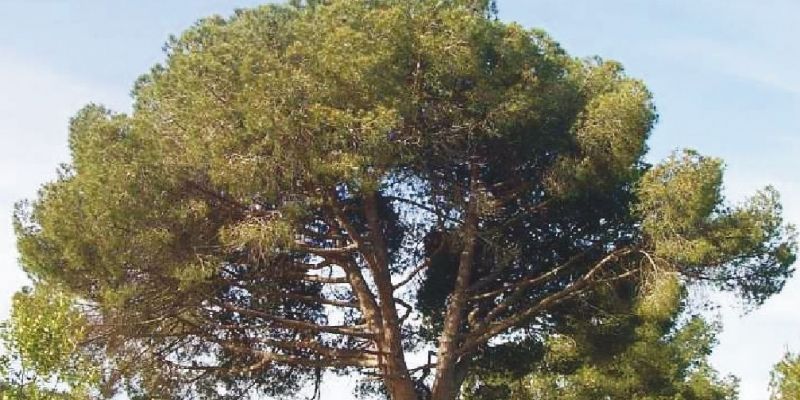 El pi blanc de la Torre Negra