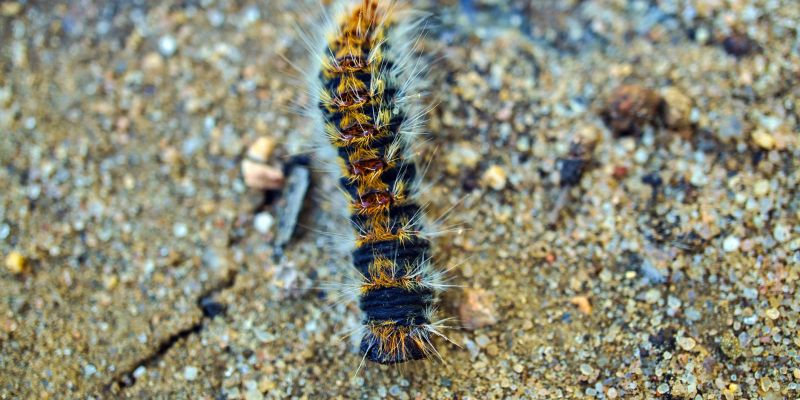 Processionària: Un gran perill