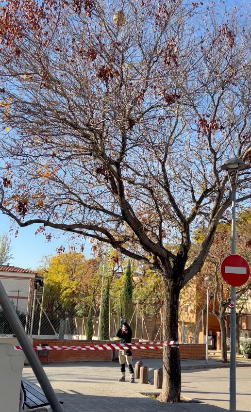 Desactivat un niu de vespa asiàtica davant de l’escola Collserola