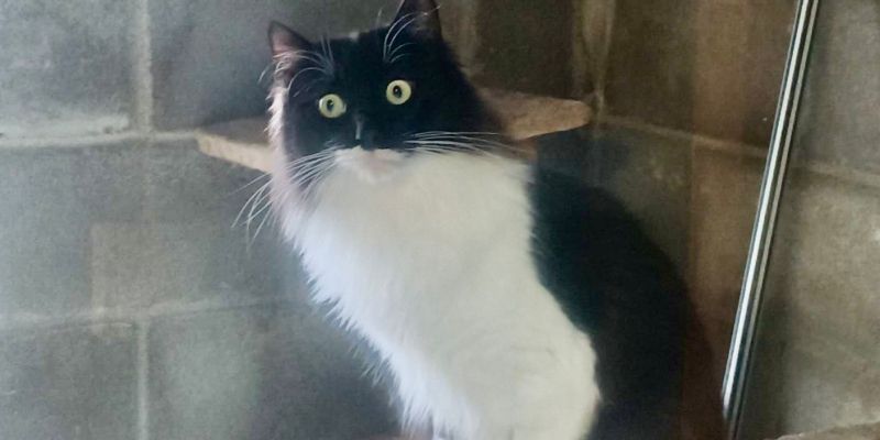 Animals en adopció: Siux, Mulhacen i Aneto