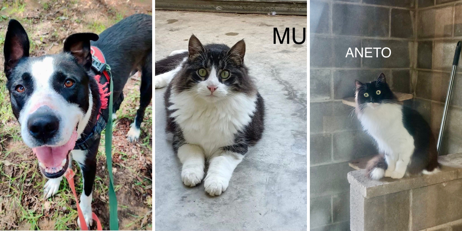 Animals en adopció: Siux, Mulhacen i Aneto